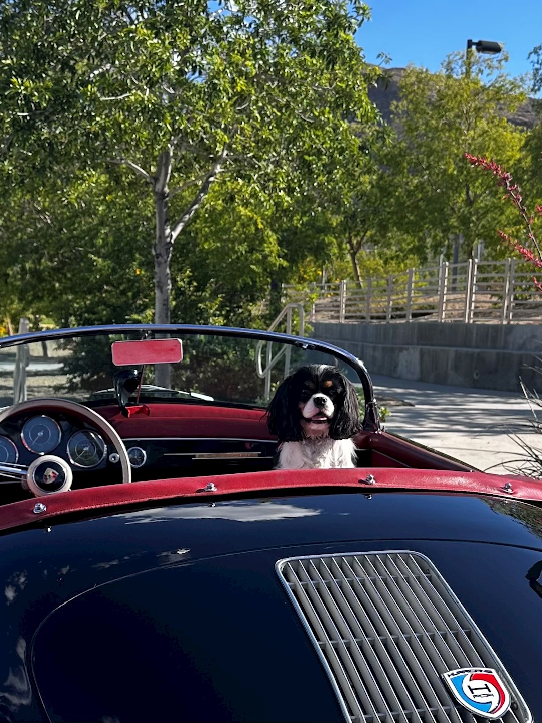 75 Days of Summer to Support Parkinson's - Andrea’ Drive Toward a Cure ...